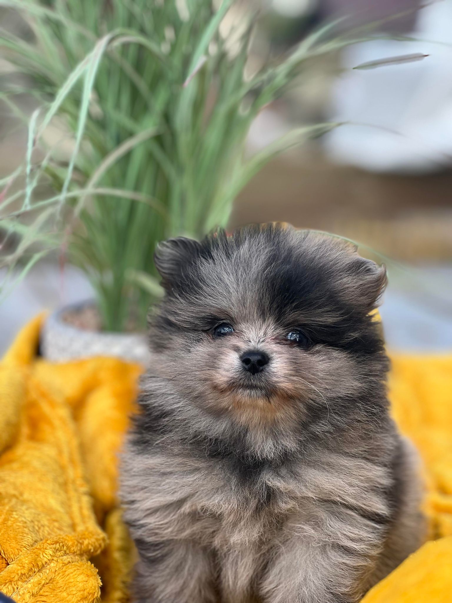 Chiots Spitz Nains – Chez Mage